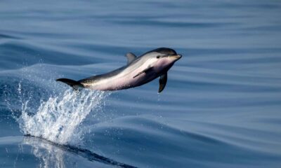 Madeira Dolphin Species - Magic Dolphin