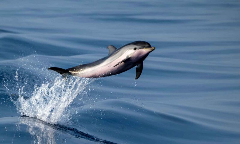 Madeira Dolphin Species - Magic Dolphin
