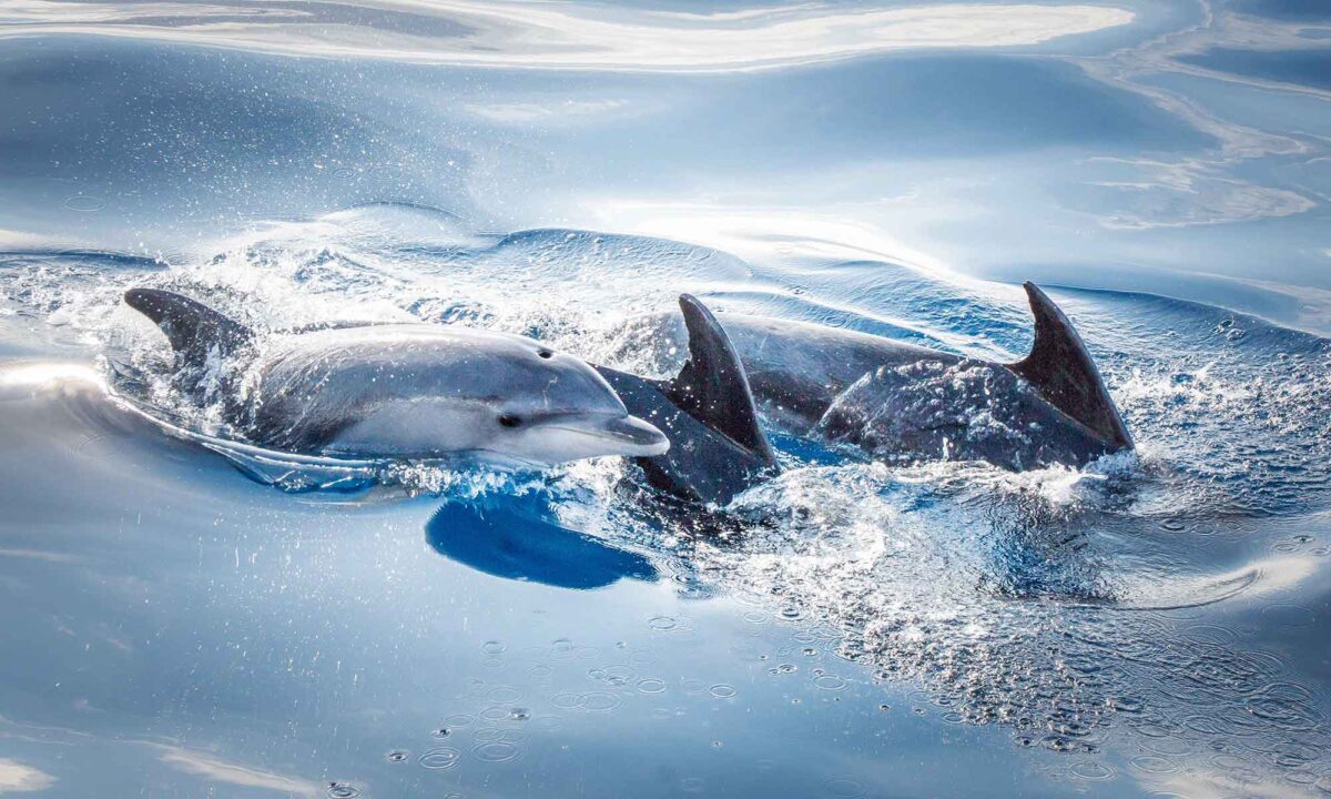 Madeira Dolphin Species - Magic Dolphin