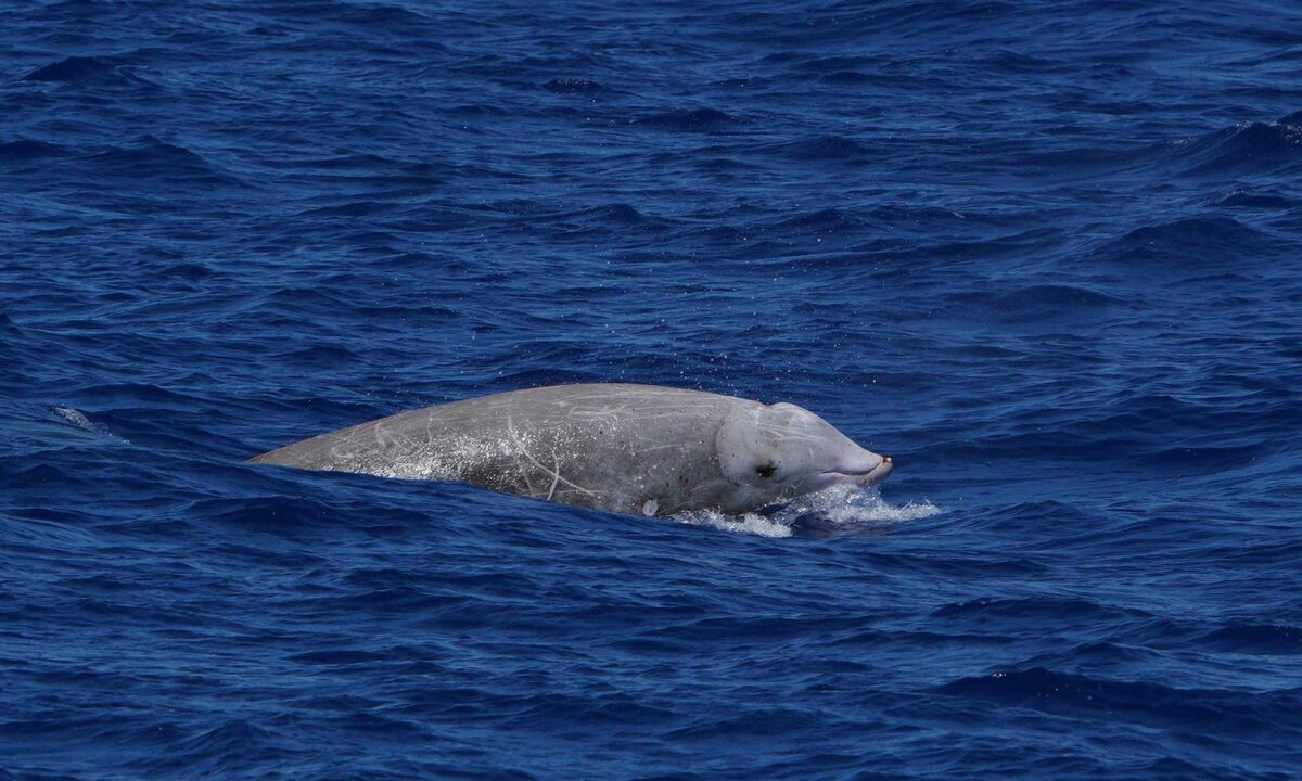 Madeira Whale Species - Magic Dolphin