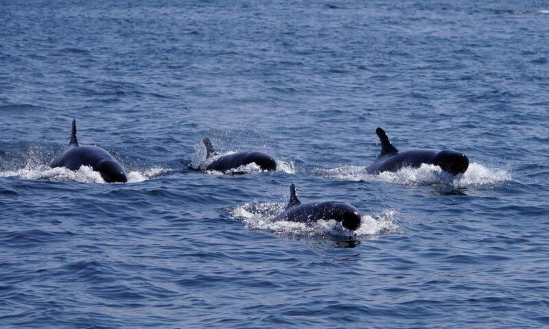 Madeira Dolphin Species - Magic Dolphin