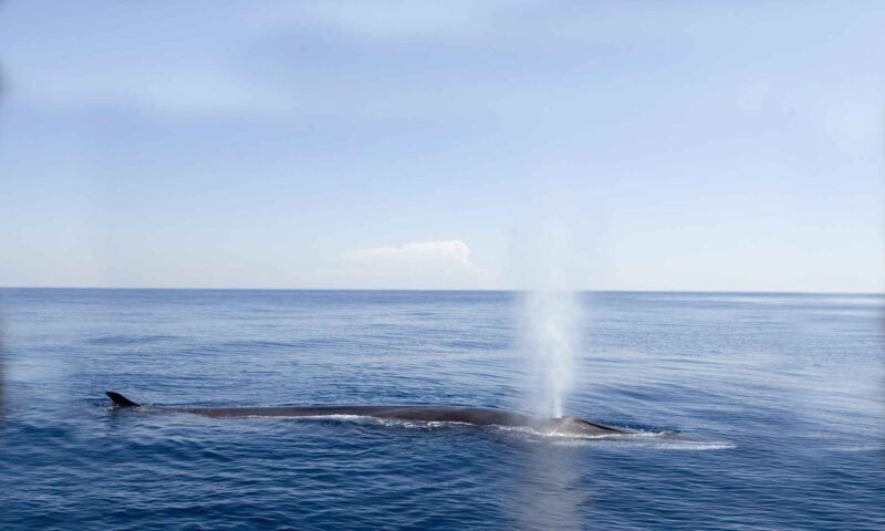 Madeira Whale Species - Magic Dolphin