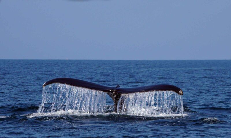 Madeira Whale Species - Magic Dolphin