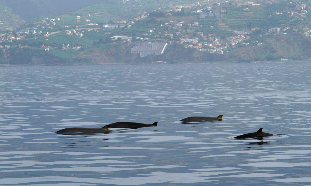 Madeira Whale Watching August - Magic Dolphin