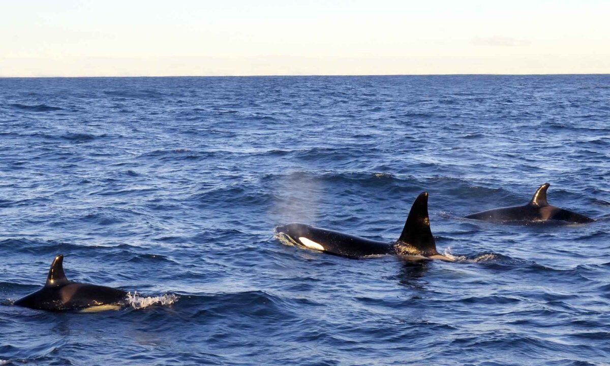 Madeira Dolphin Species - Magic Dolphin