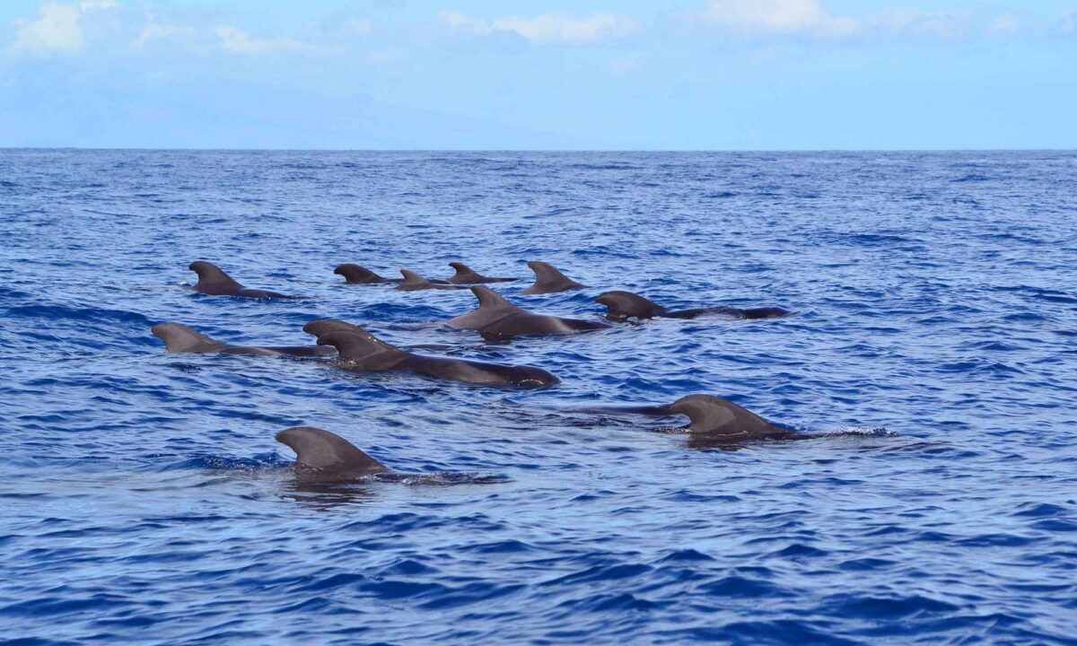 Madeira Dolphin Species - Magic Dolphin