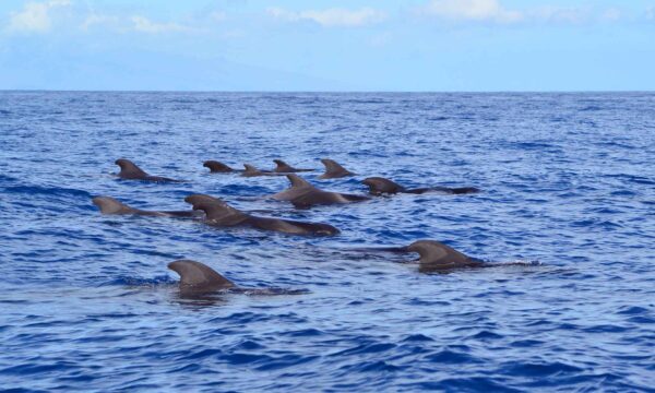 Madeira Dolphin Species - Magic Dolphin